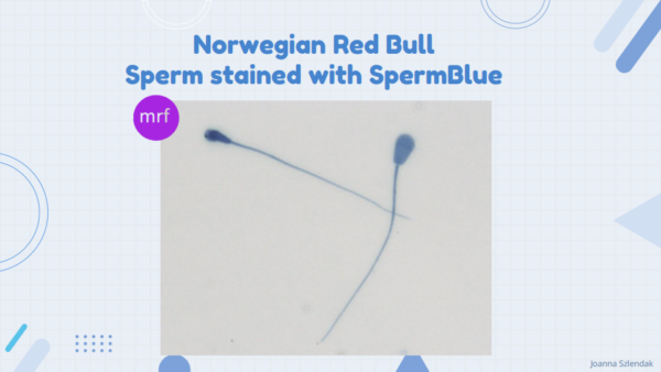 Assessment of bull sperm - Hamilton Thorne